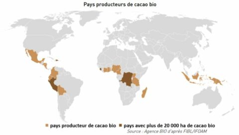 Cacao bio et équitable : Marché du chocolat - Buying & Solutions